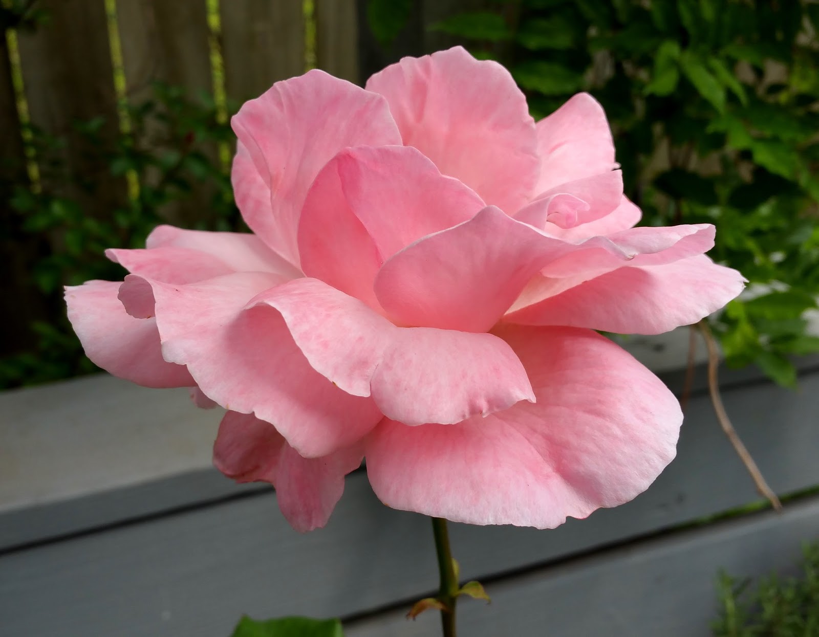 Tulsa Gentleman: A Rose by Any Other Name