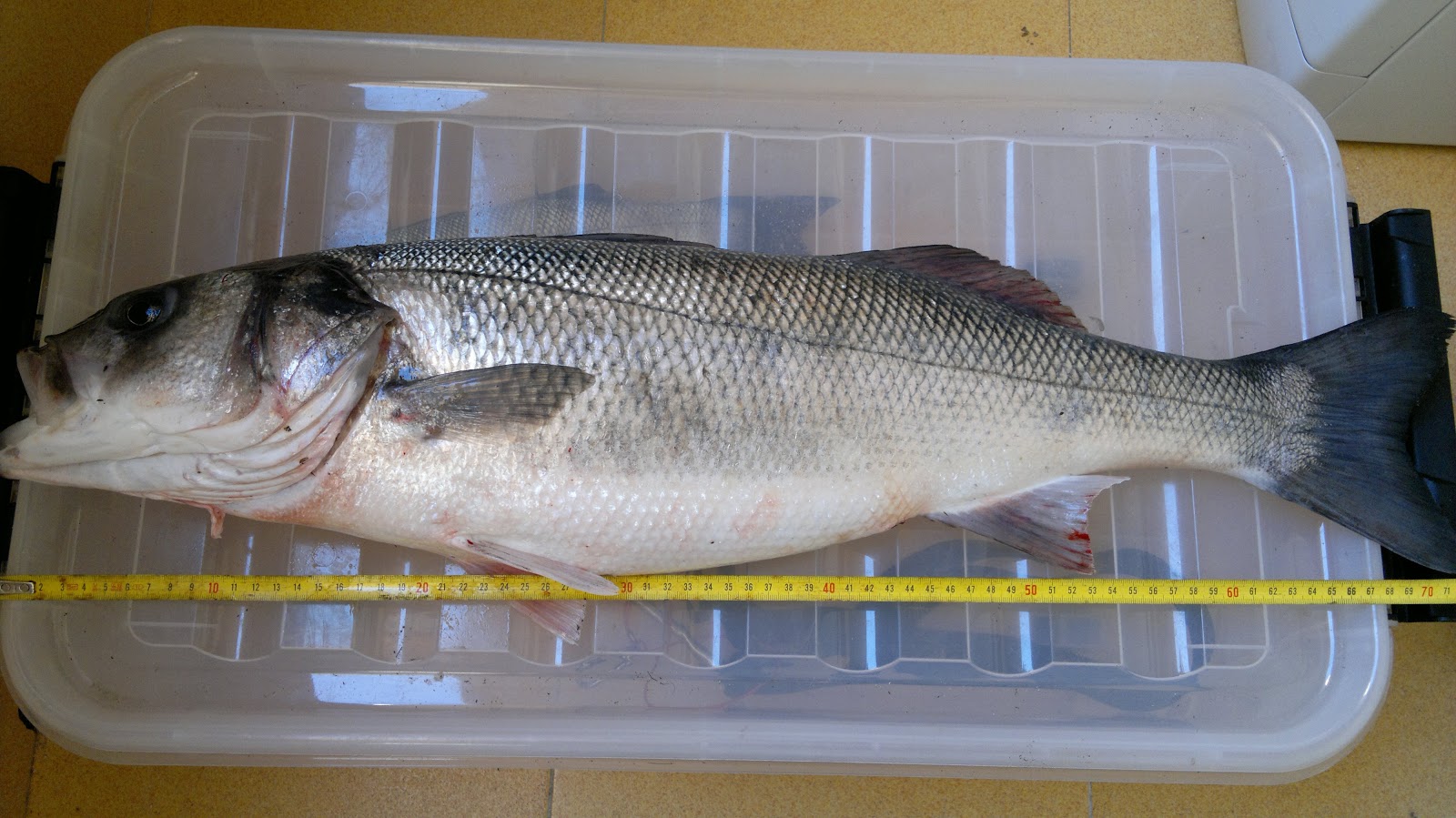 LUBINAS EN GALICIA: TEMPORADA DE ROBALOS