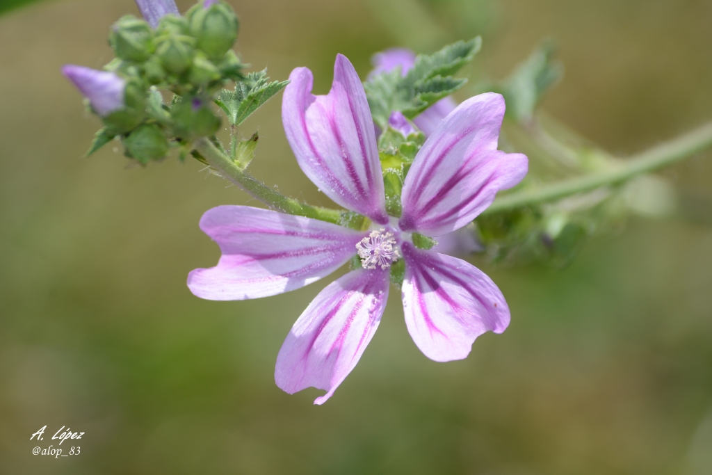 Flora de la Península Ibérica: Lavatera cretica L. (Fam. Malvaceae ...