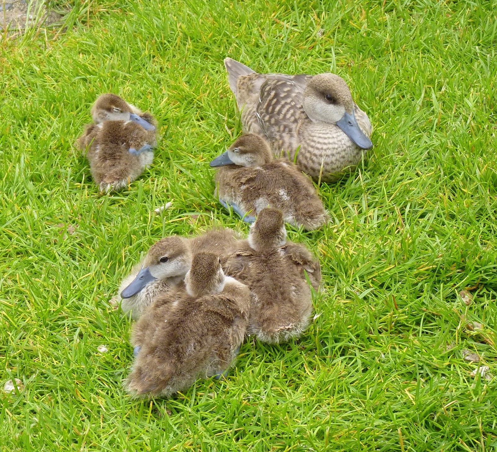 Birding For Pleasure: Duckery at Castle Espie