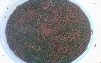 Bau Nyale (Catch the Nyale) - Indonesian Cultures