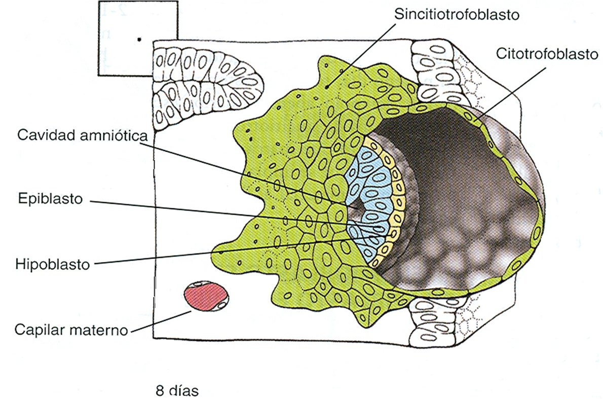CAPITULO 4: Segunda semana de desarrolllo ~ Embriologia Humana
