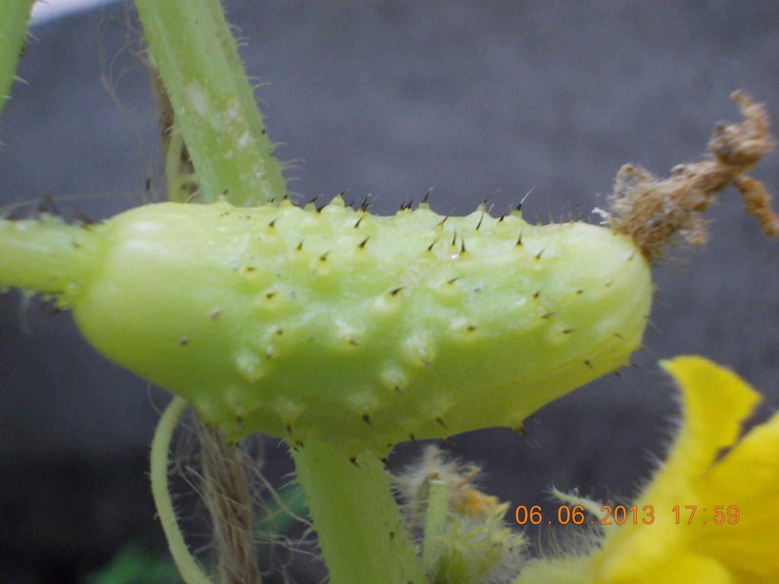 Castravetii - Grădina Mirelei