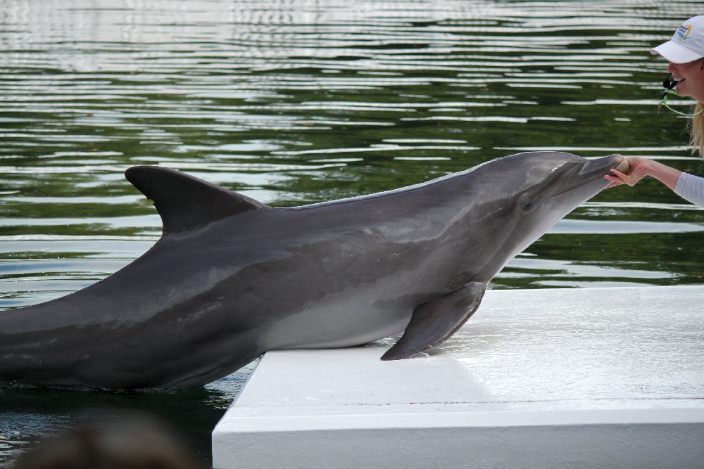 There were also a few pens with alligators although those are a little ...