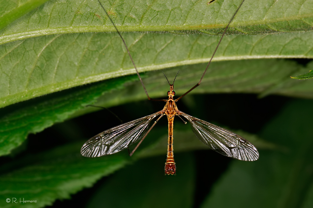 fotosricardo-h: TÍPULAS - Crane flies
