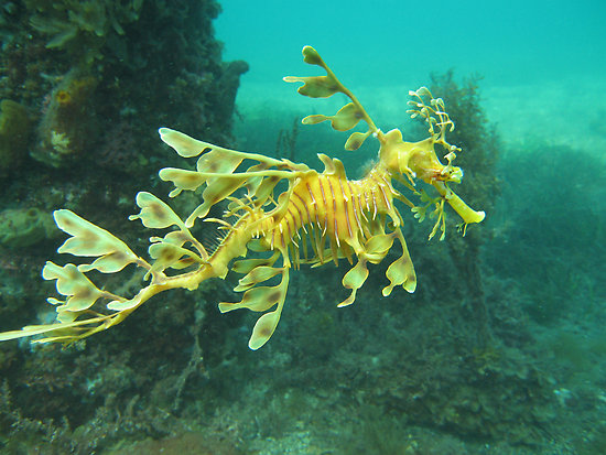 AMAZOLITA: SEA DRAGON