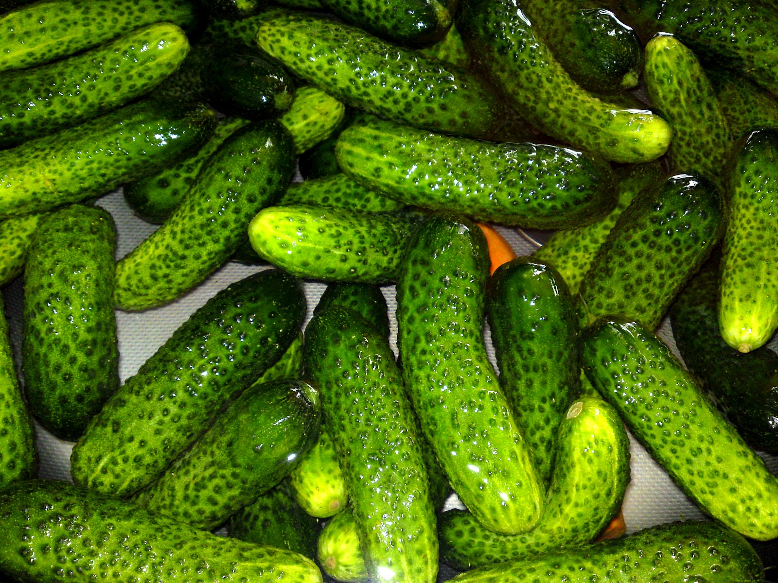 Aici, doar gustul conteaza.....: CASTRAVETI MURATI (de iarna)