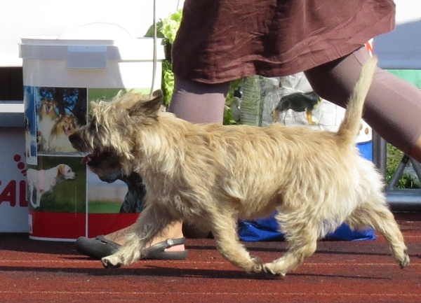 All Dog Breeds Information And Pictures: Cairn terrier – one of the ...