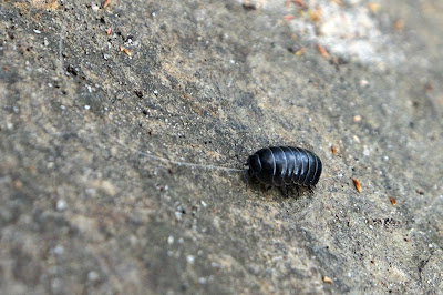 insects in the spring garden