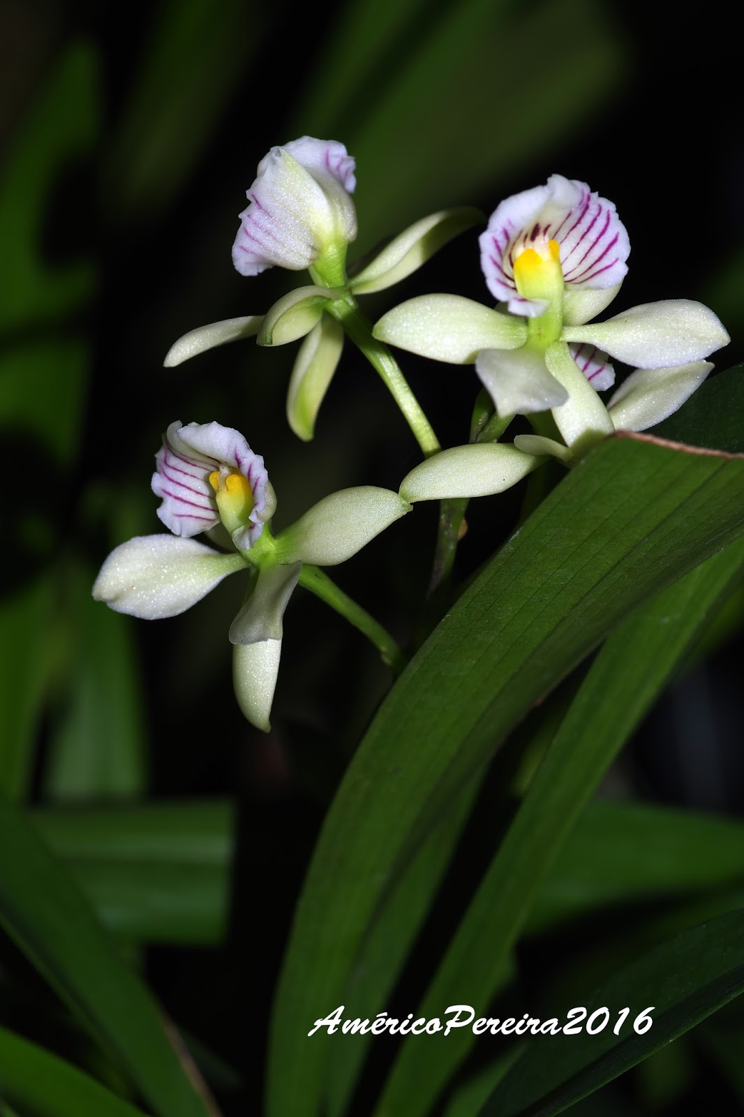 Orquídeas soltas: Prosthechea radiata