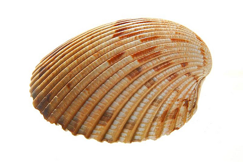 Retire from the usual in Liverpool, Nova Scotia : Cockle Shells