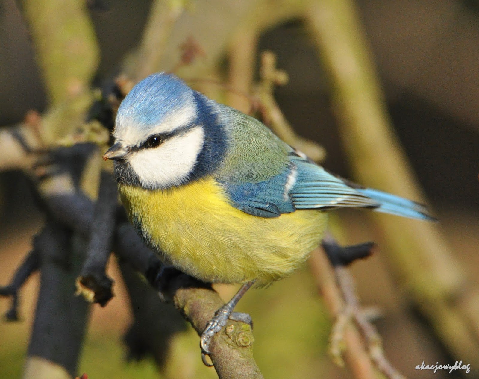 Modraszka zwyczajna czyli sikora modra. | A k a c j o w y B l o g - w ...
