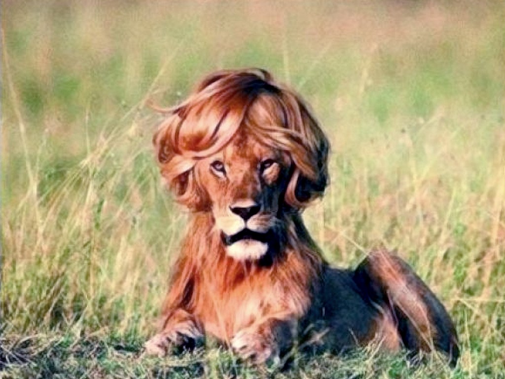 25 animales que muestran sus gloriosos peinados