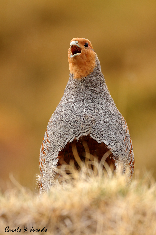 CRÒNIQUES NATURALISTES: ESTIU A L’ENTORN DE LLAUSET