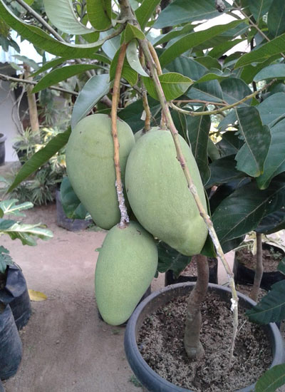 Bibit Buah Mangga Chokanan | Kebun Bibit Buah Bibit Buah Mangga Chokanan | Kebun Bibit Buah