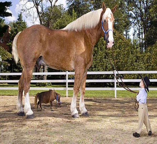 Abnormally Large Animals ~ Big Fun - The Fun Blog