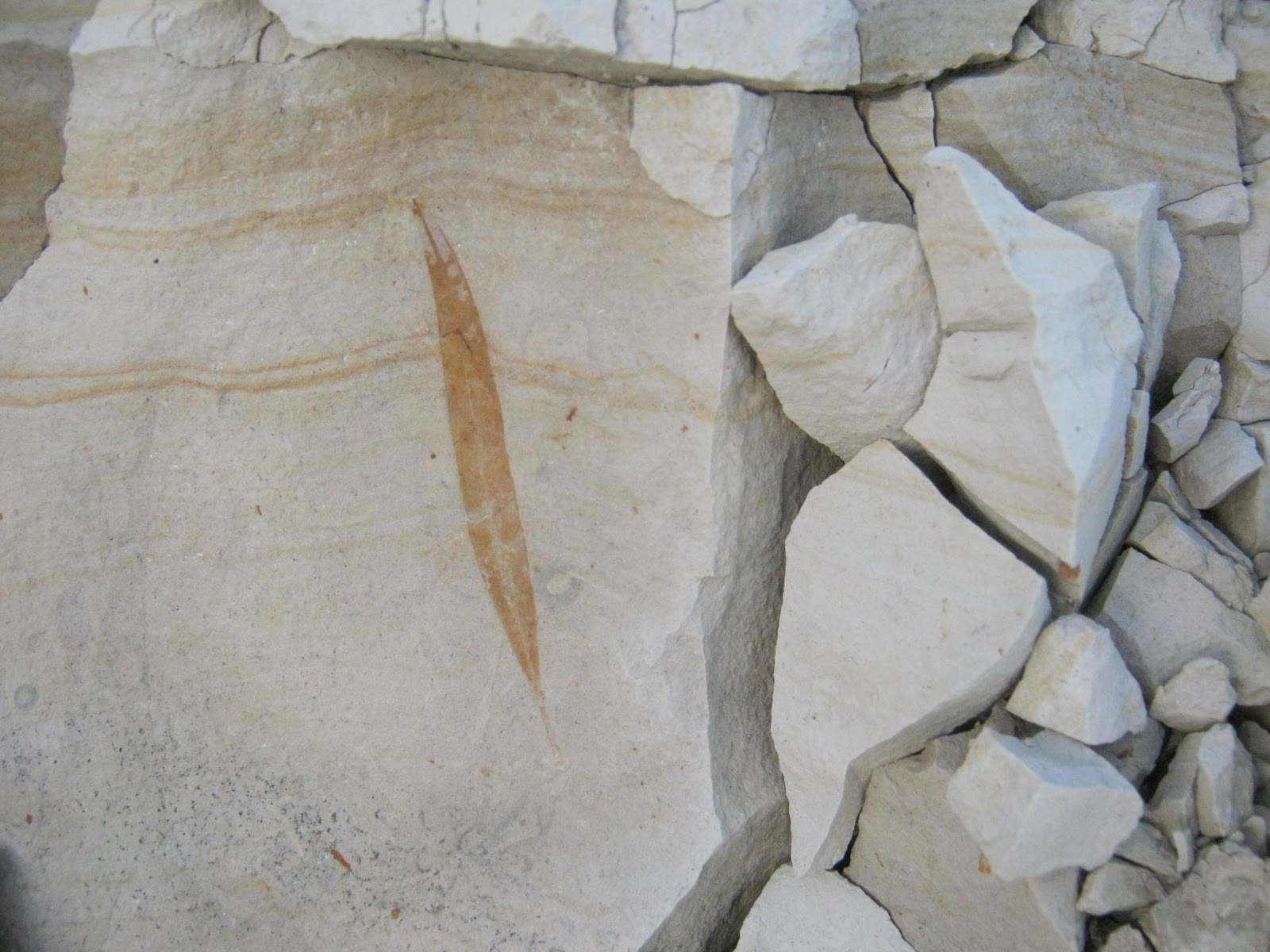 FOSILI - HERCEGOVINA: RAZNI (NOVO)OTKRIVENI FOSILI BILJAKA I ŽIVOTINJA ...