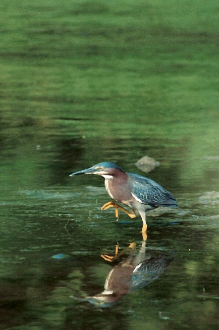 Isabella Conservation District Environmental Education Program: Native ...