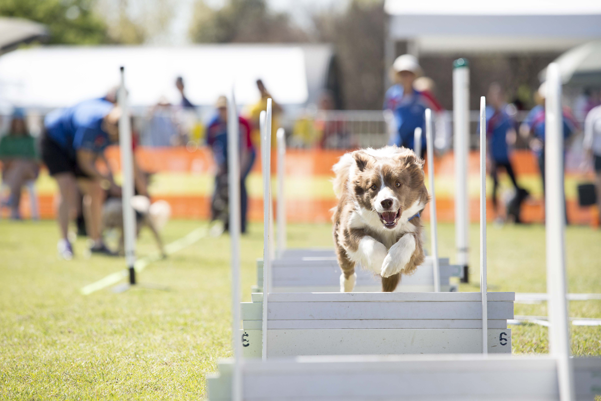 PetFest 2016 Merrylands - September 11 | Australian Dog Lover