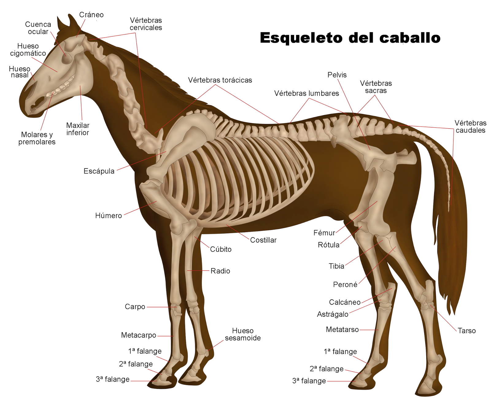 El Mundo del Caballo: La Anatomía del Caballo