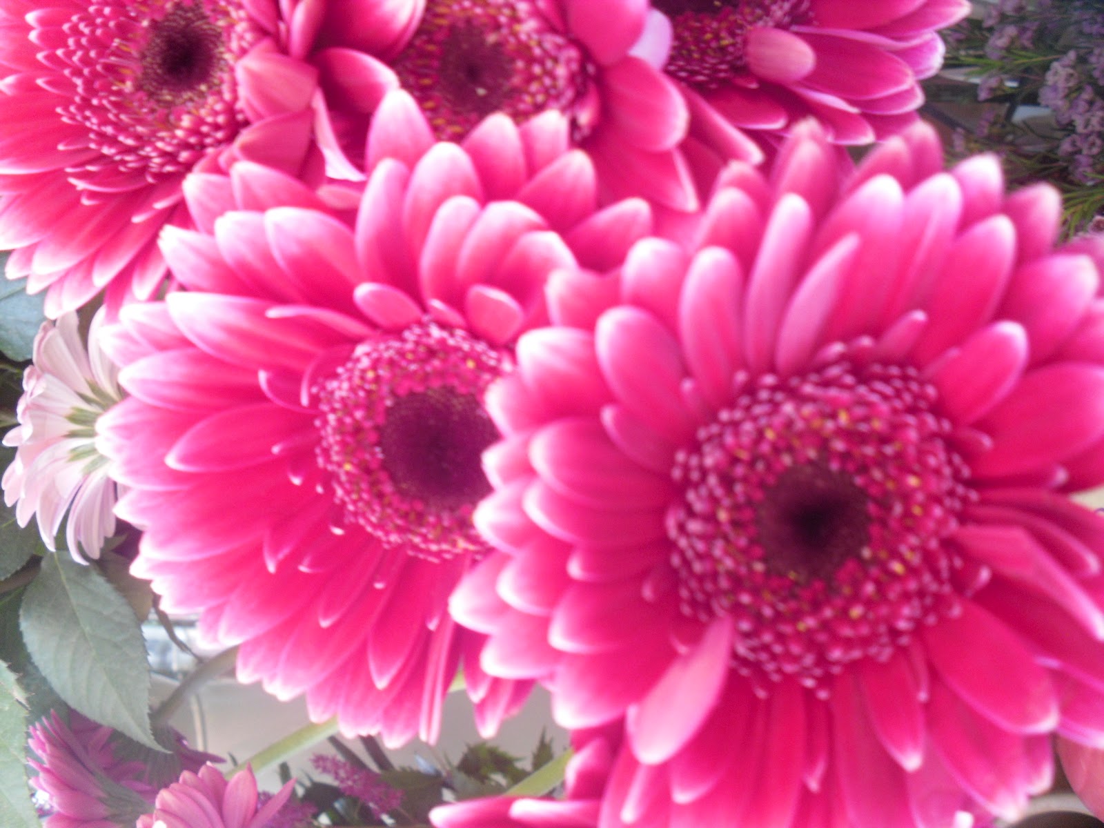 Flowers in Bloom: Day 71 - Deep Pink Gerbera