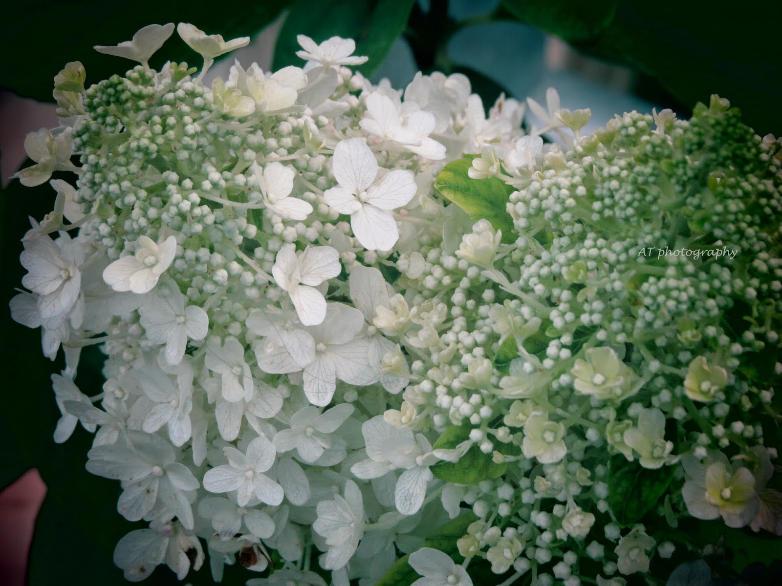 anastasia: Bine v-am regăsit! O nouă filă de jurnal....