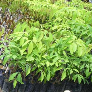 Pengertian Panca Usaha Tani | Pertanian Dan Perternakan