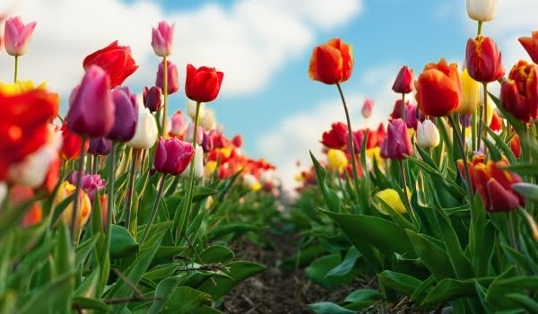 GaBBeLLa: Tulipomania sau nebunia lalelelor – o poveste din istoria ...