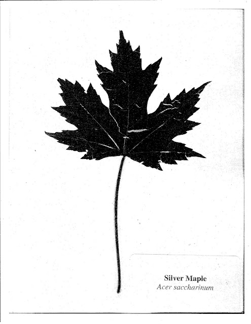 Isabella Conservation District Environmental Education Program: Leaf ...