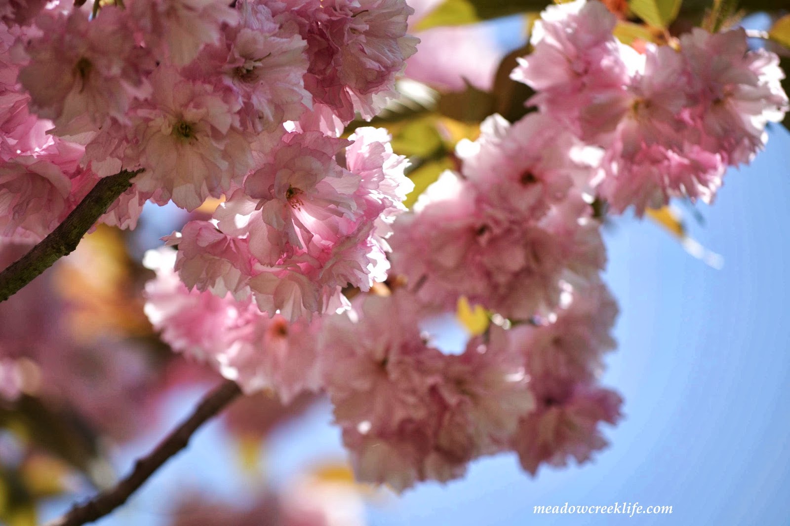 Meadow Creek Farm: Cherry Tree