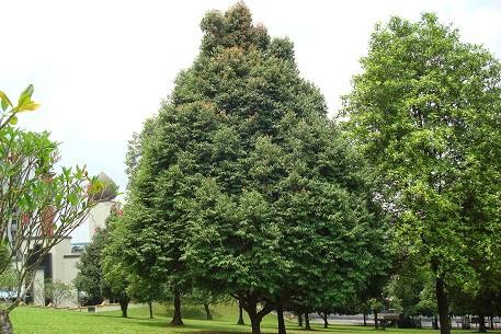 PRGC(A) DEPARTMENT OF BOTANY: Mesua ferrea L. - Ironwood or Nageswar