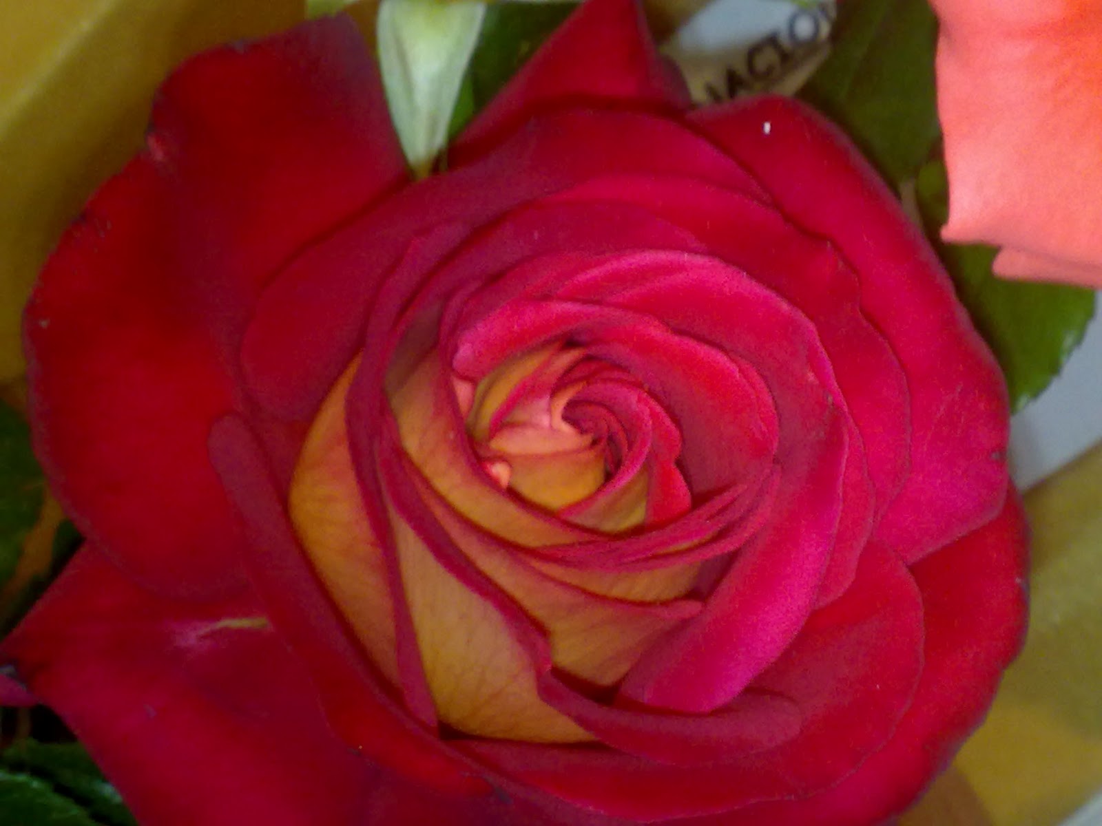 El Blog de "Grouchomaniaco": Rosa, rosa, rosam, rosae, rosae, rosa