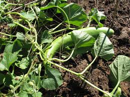 Alternative health tips, healthy lifestyle choices: The Health Benefits ...