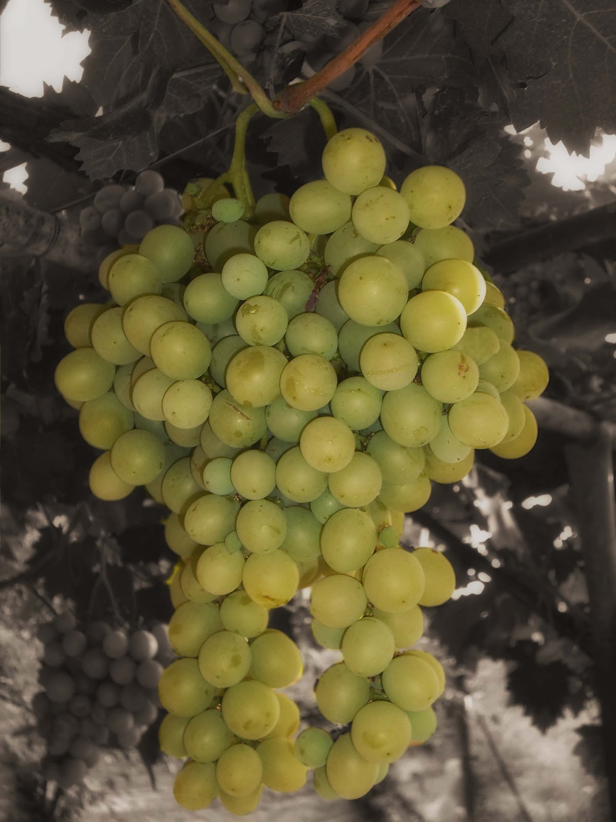 Un racimo de uvas | Mamen Diez Photography