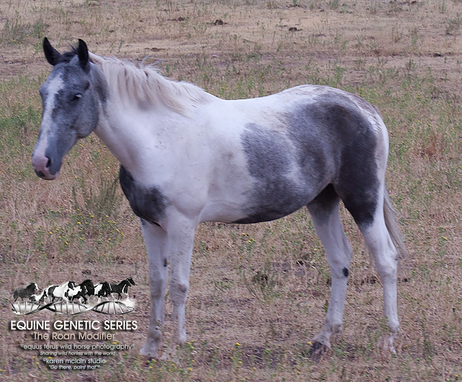 Equus ferus- Wild Horse Photography®