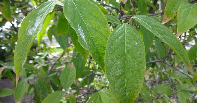 CALICANTO: Chimonanthus praecox | Plantas rioMoros