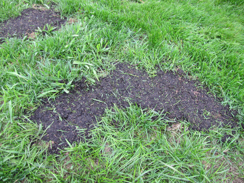 The New American Garden: The Best Way To Repair a Bare Patch on a Lawn