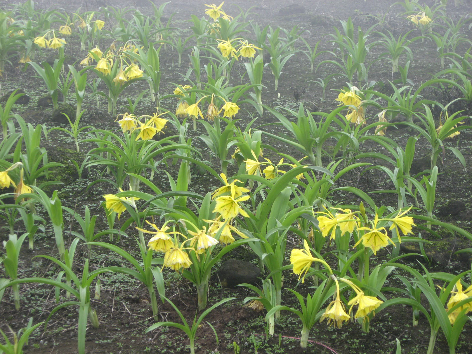 Lomas de Villa María del Triunfo: Amancaes: Flor emblemática de las ...