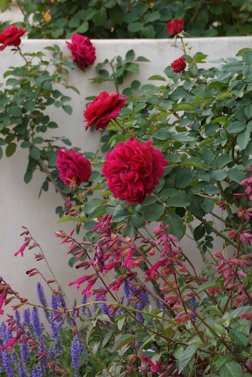 I'm Calling It: Peak Rose 2016