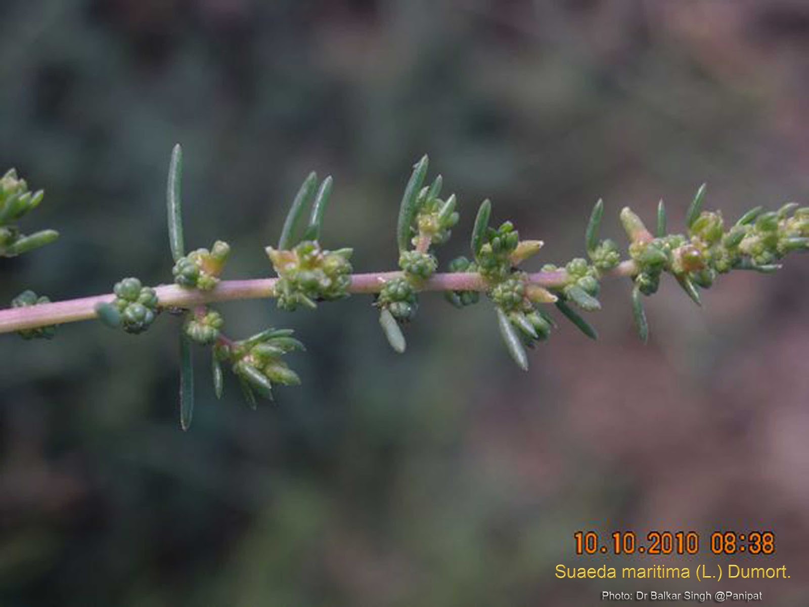 Medicinal Plants: Suaeda maritima