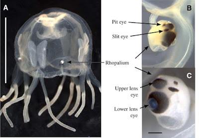 Why Is A Box Jellyfish So Deadly?
