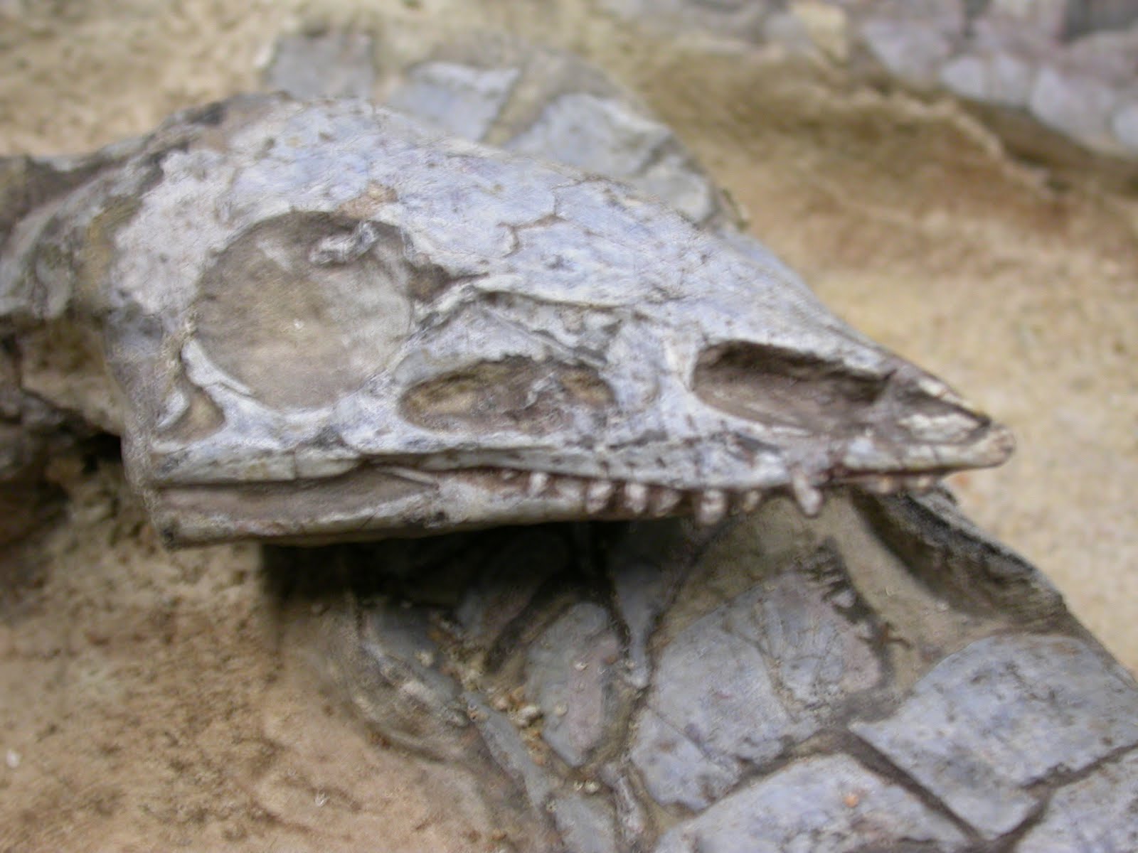 Chinleana: July 2011