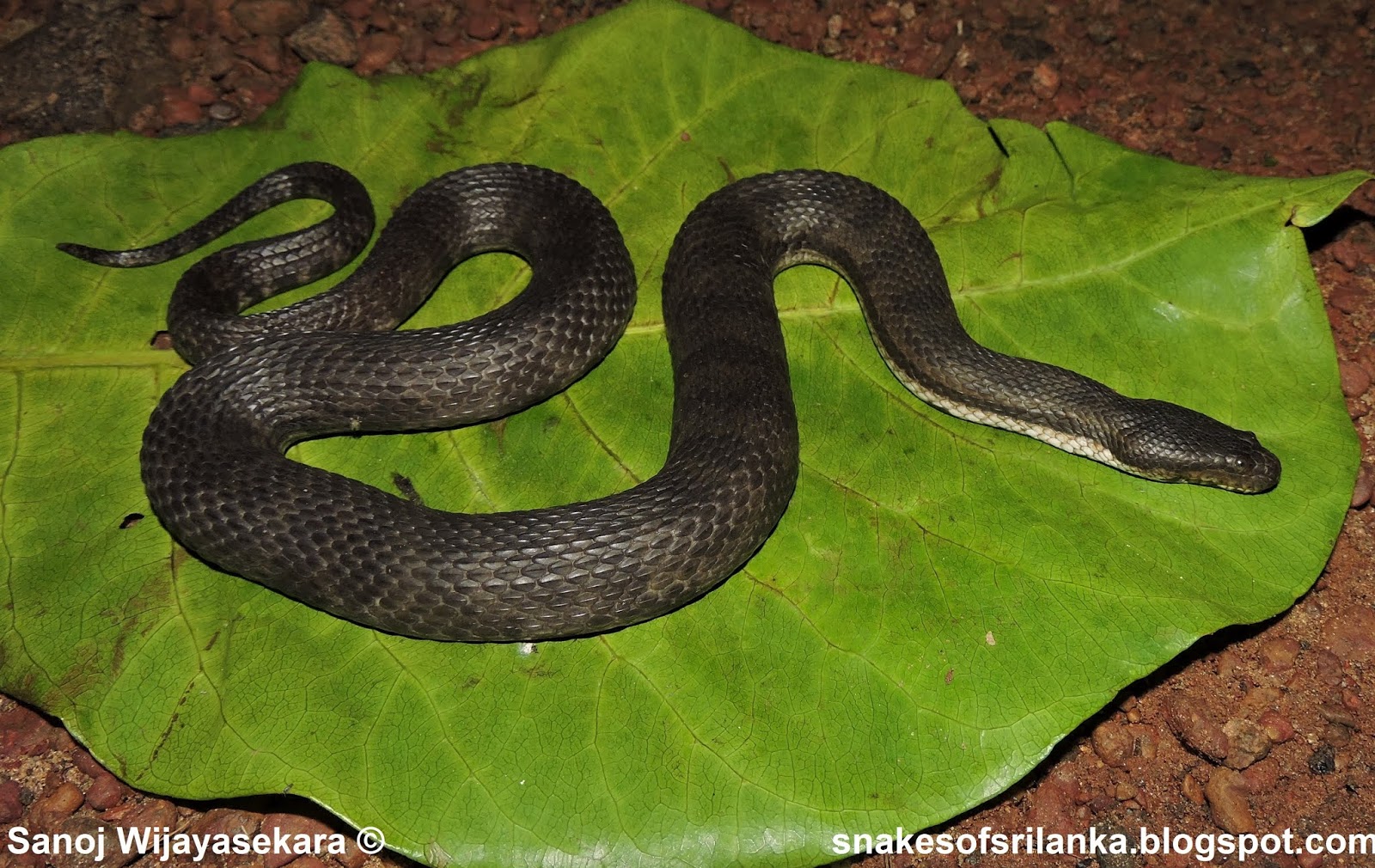 Snakes of Sri Lanka: Dog-Faced Water Snake/කුණුදිය කලුවා (Cerberus ...