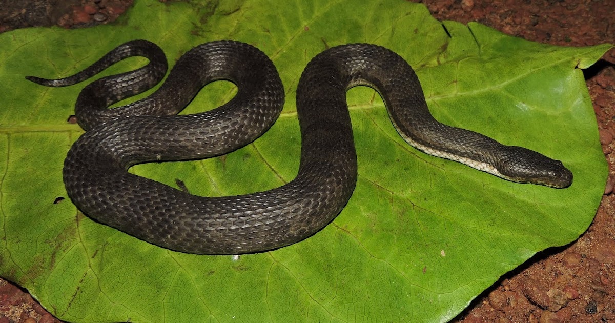 Snakes of Sri Lanka: Dog-Faced Water Snake/කුණුදිය කලුවා (Cerberus ...