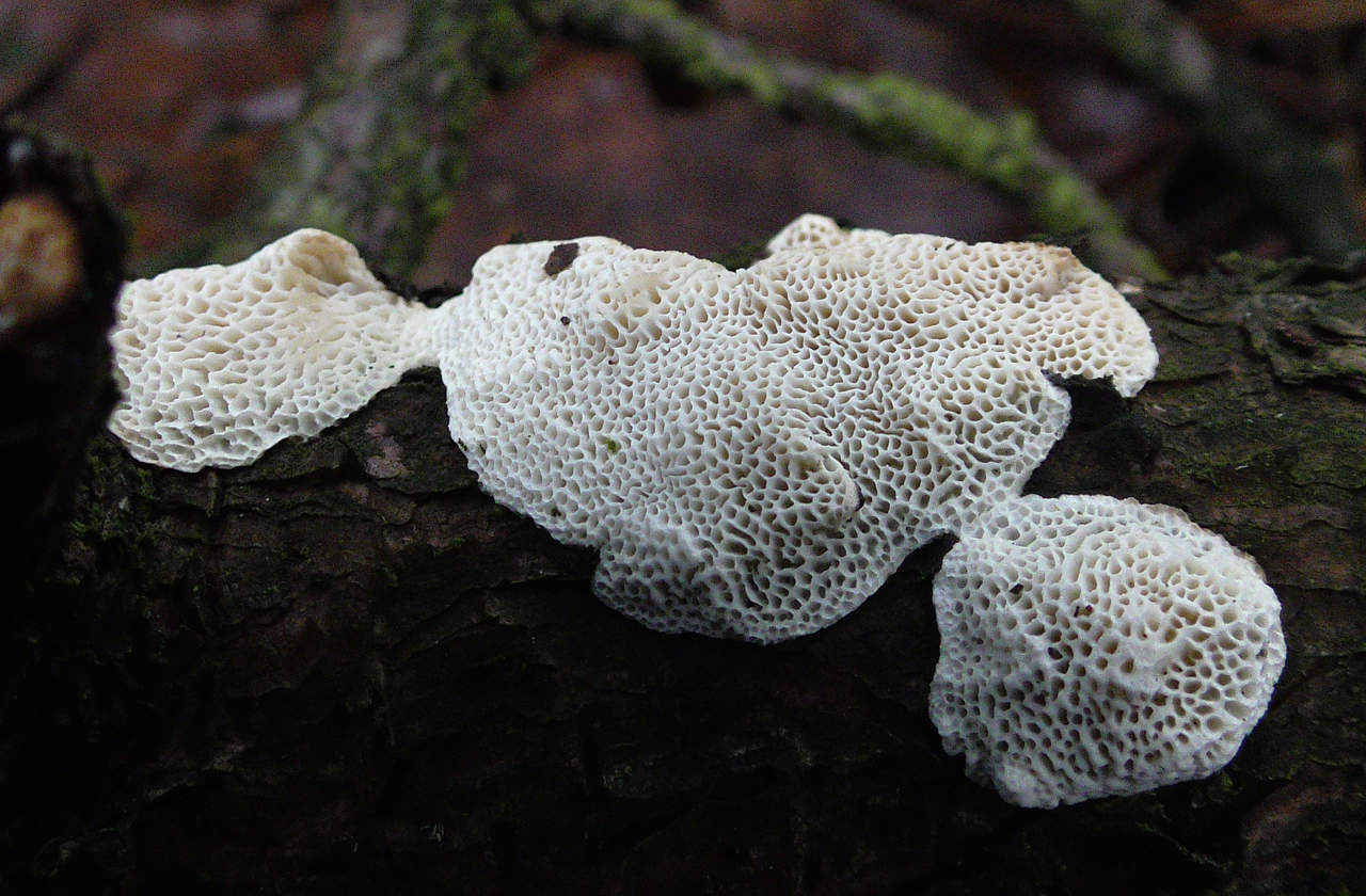 Jozef van der Heijden - Natuurfotografie: Opkrullende strookzwam en ...