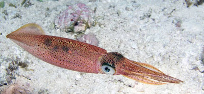 Biologíapuntocom: Práctico moluscos.