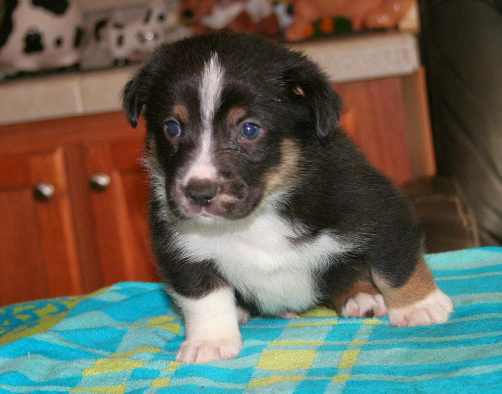 Sadie Bug's Pembroke Welsh Corgi Puppies: Auggie Puppies!!!