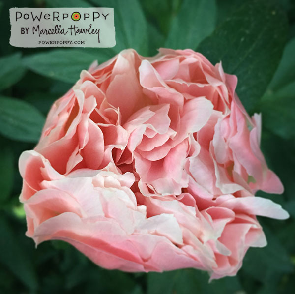 Power Poppy - The Blog: Peony Love, the latest digital set from ...
