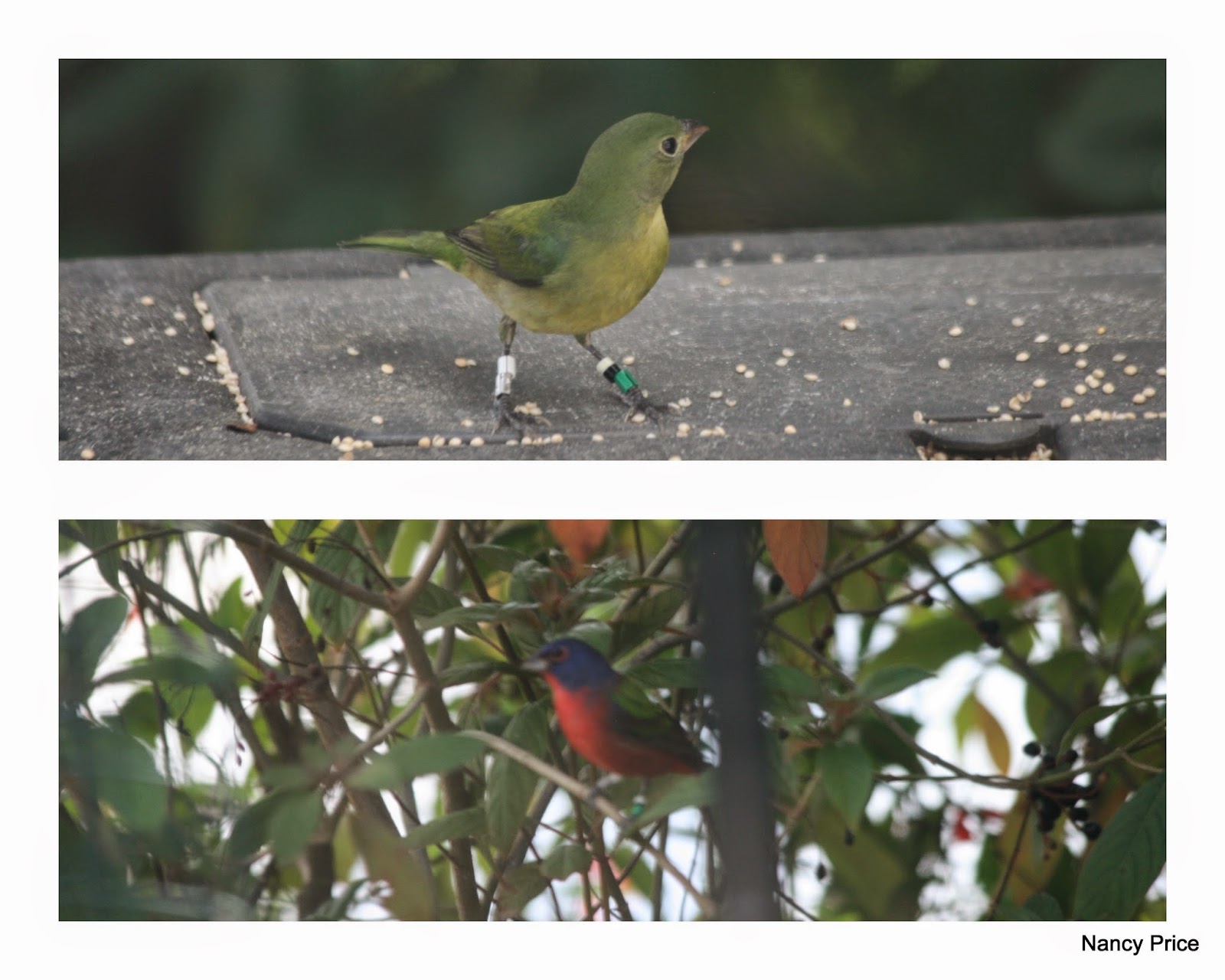 Bird Banding: Learning From Birds In-hand: Painted Buntings - Season Two