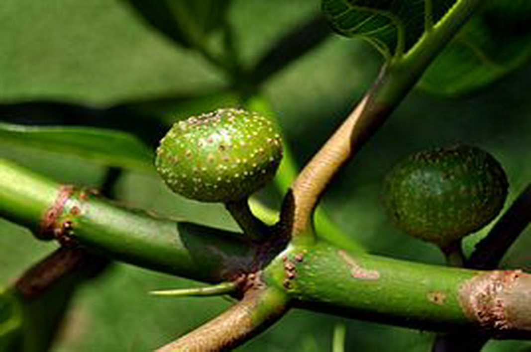 13 Health Benefits Awar-Awar Leaves(Ficus septica) ~ paperbuttercup